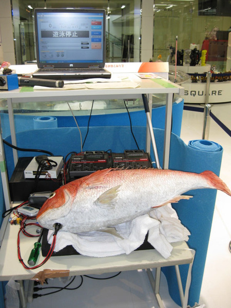 Robotic fish can swim and looks very realistic